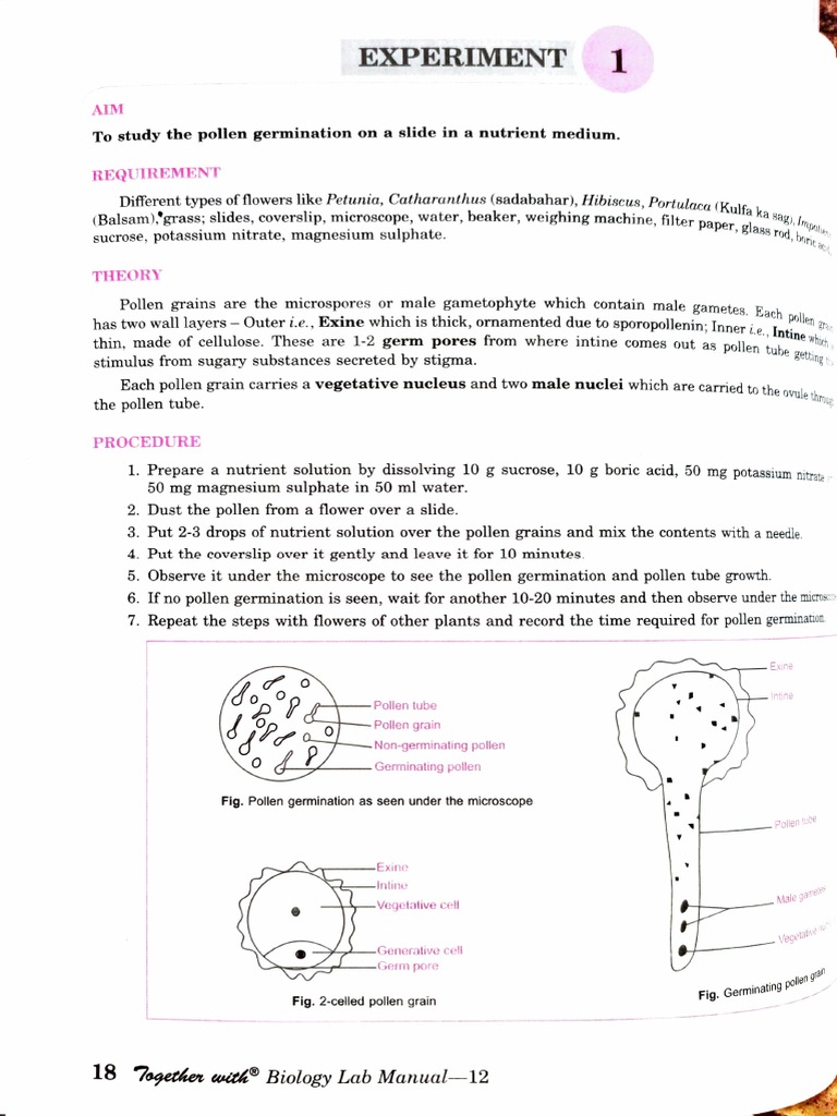 BIO PRACTICAL For Class 12 | PDF | Pollen | Fertilisation