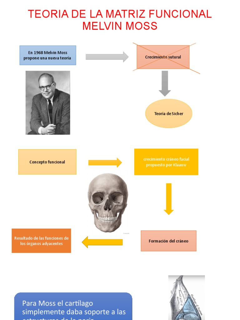 Teoría matriz funcional Moss crecimiento cráneo | PDF