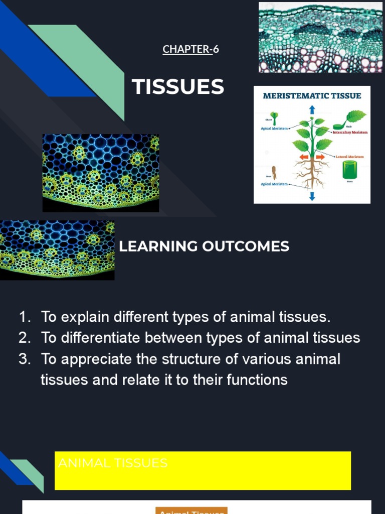 Tissues: Chapter | PDF