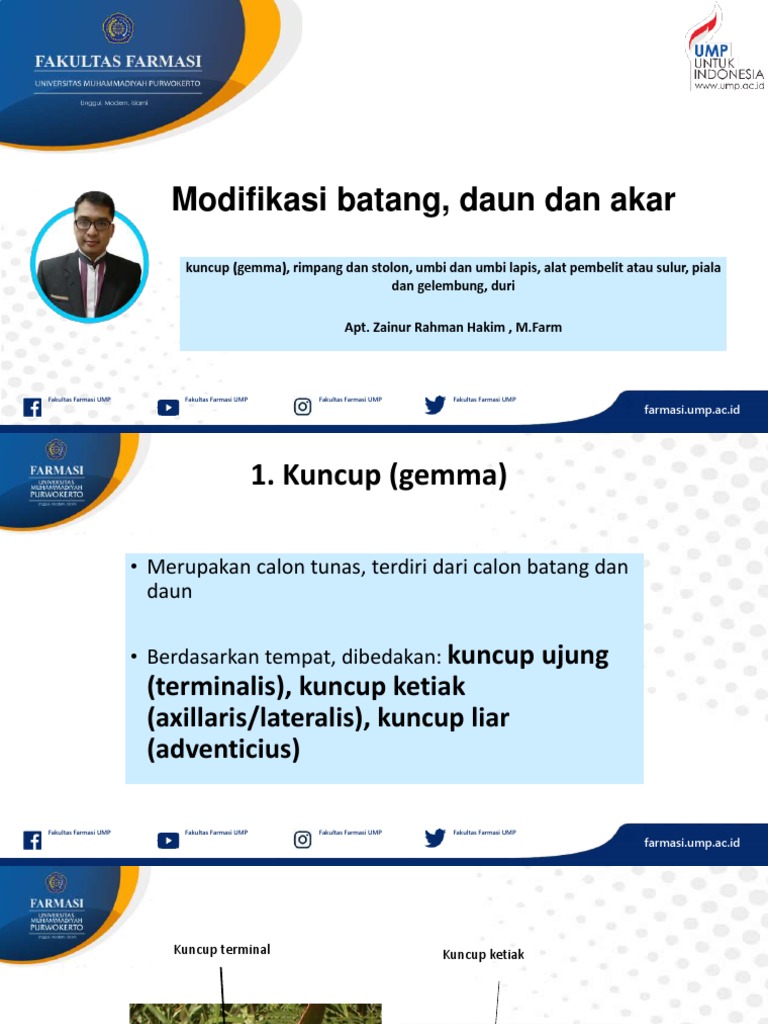 Modifikasi Akar, Batang Dan Daun | PDF