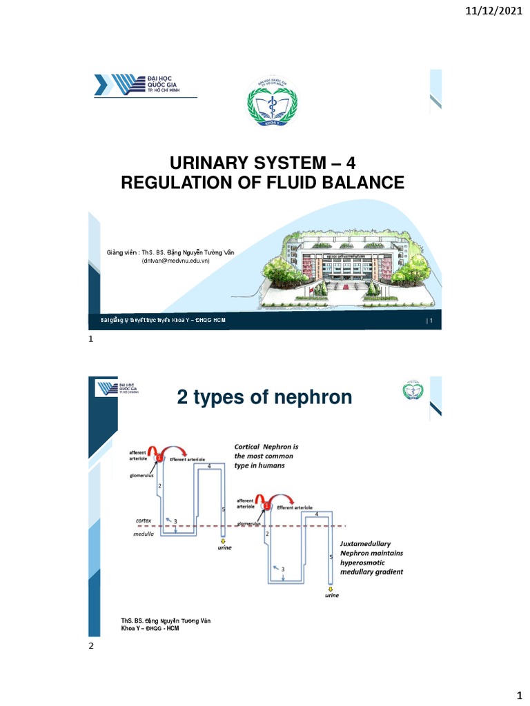 Urinary System Regulation of Fluid Balance | PDF | Endocrine System ...