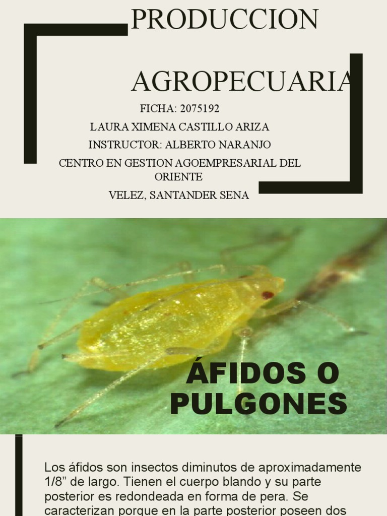 Afidos Plaga | PDF | Control biológico de plagas | Insectos