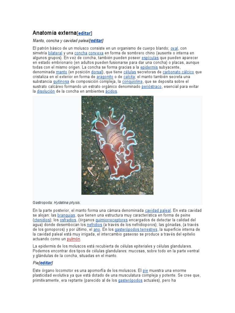 Anatomía del Manto y Cavidad Paleal en Moluscos | PDF | Moluscos | Zoología