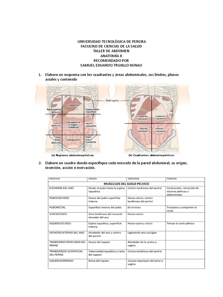 Anatomía Abdomen | PDF | Abdomen | Estómago