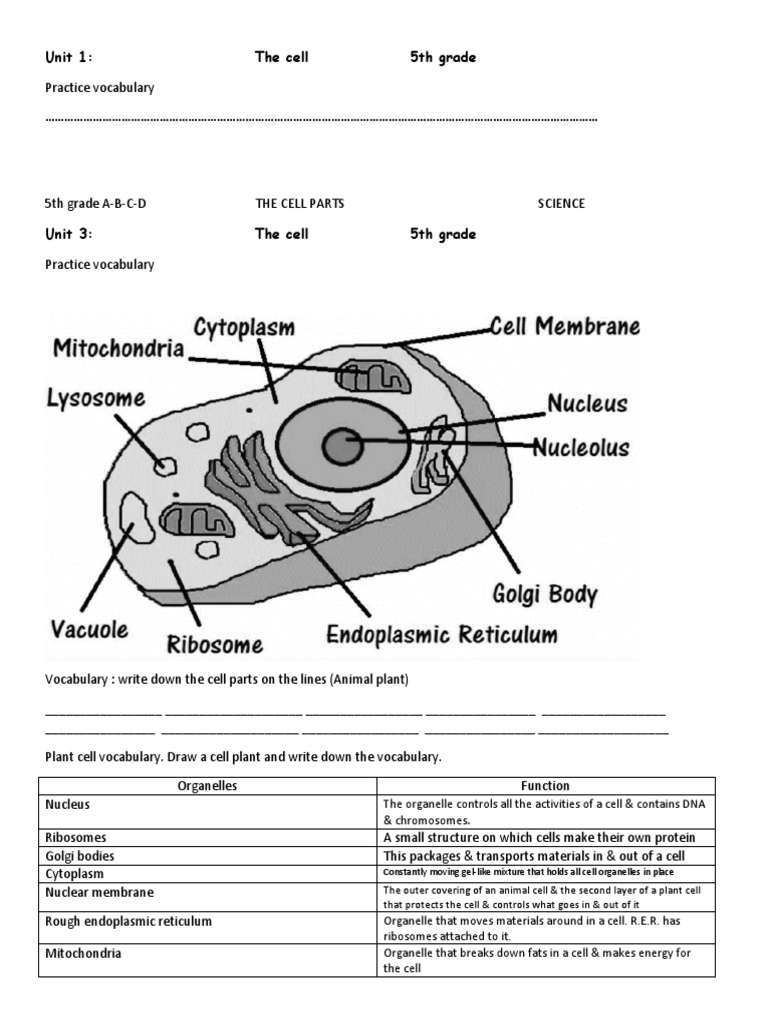 Unit 1: The Cell 5Th Grade | PDF | Cell (Biology) | Endoplasmic Reticulum