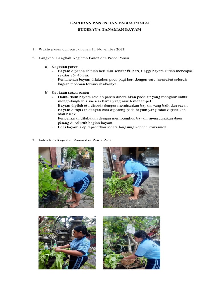 Laporan Panen Dan Pasca Panen | PDF