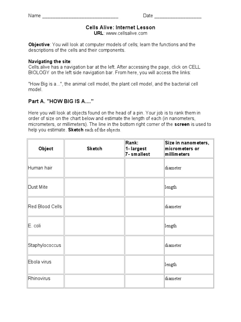 Cells Alive Internet Lesson2 | PDF | Endoplasmic Reticulum | Life Sciences