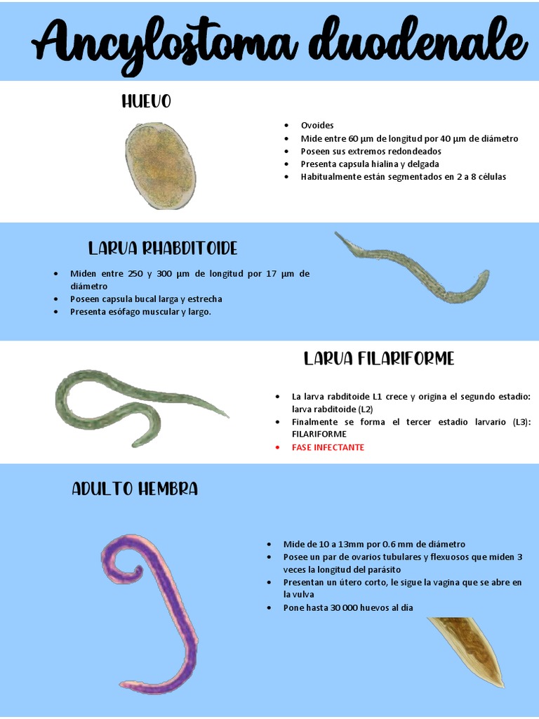 Ancylostoma Duodenale | PDF