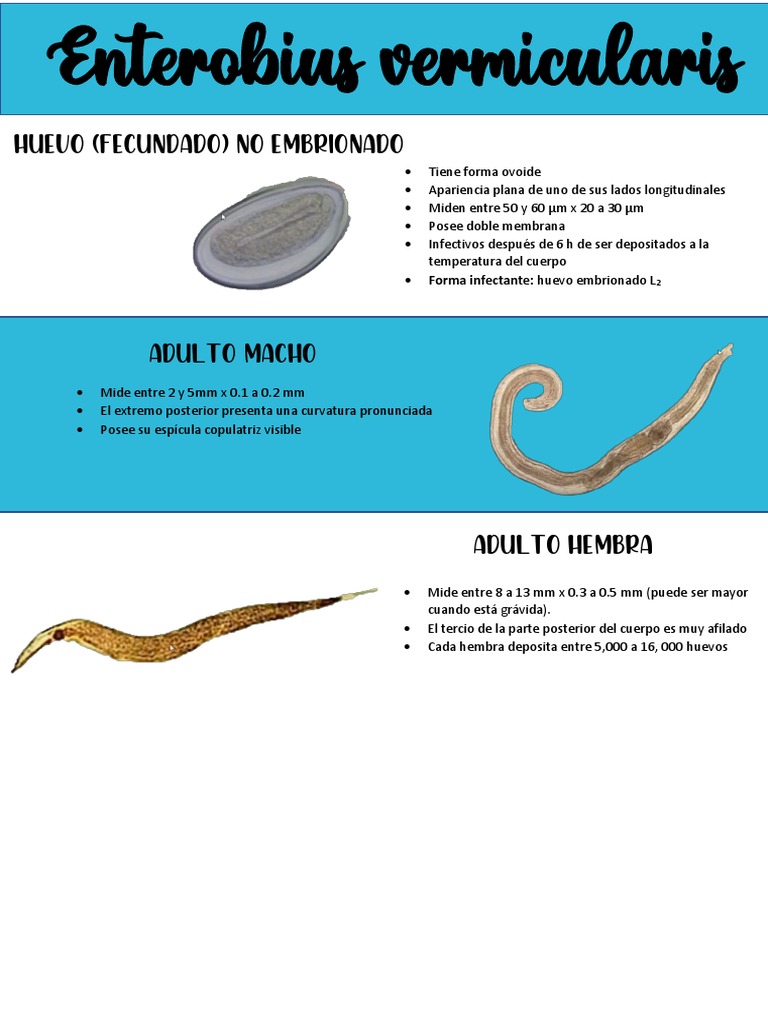 Enterobius Vermicularis | PDF