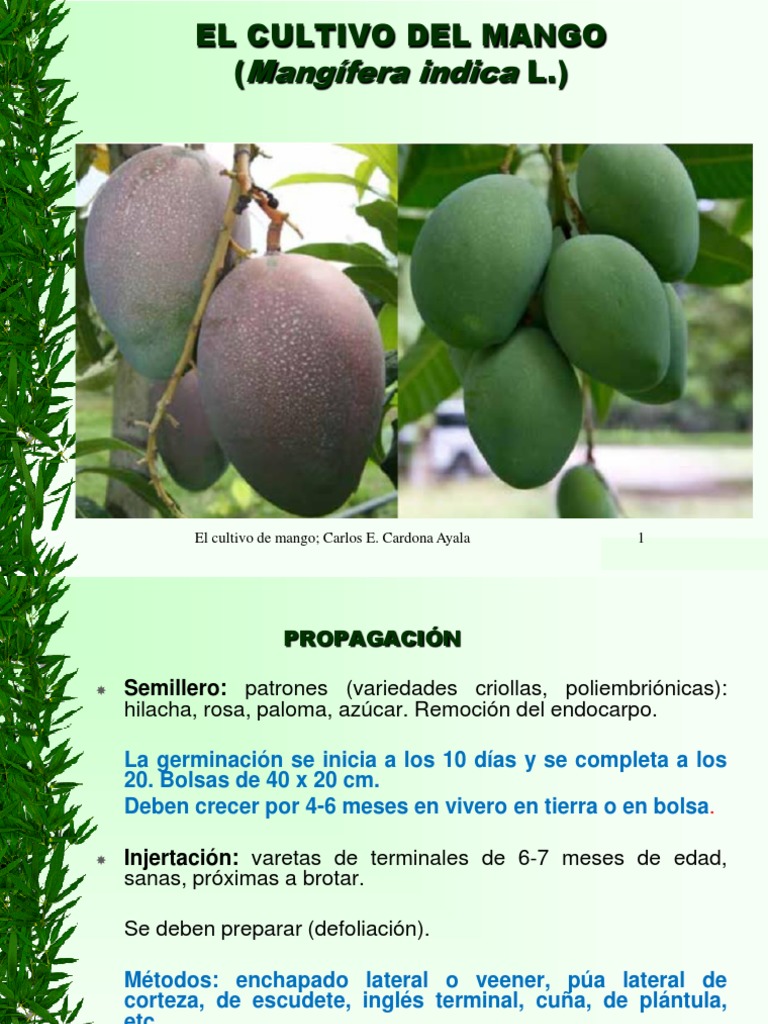 Diapositivas El Cultivo de Mango Parte 2 | PDF | Mango | Fertilizante