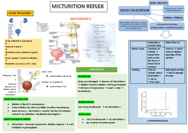 Micturition Reflex | PDF | Urination | Urinary Bladder