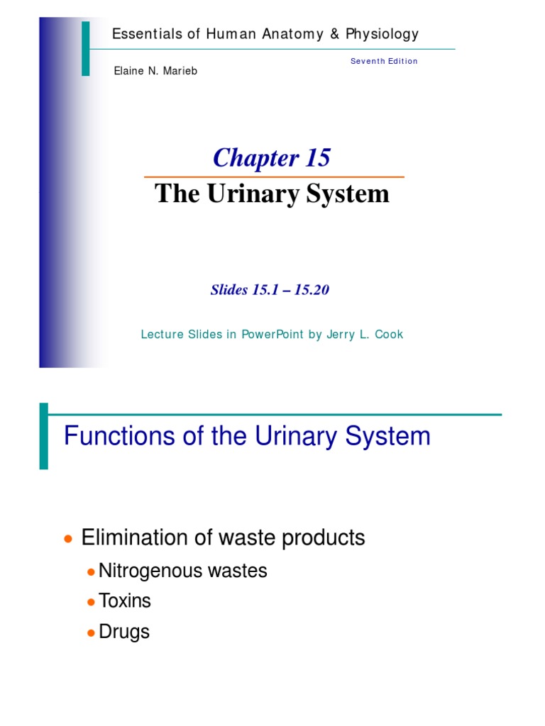 The Urinary System: Essentials of Human Anatomy & Physiology | Download ...