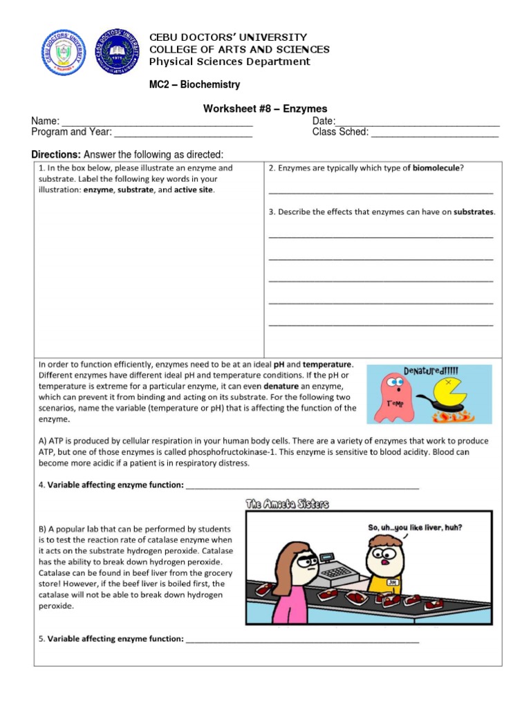 Worksheet #8 - Enzymes | PDF