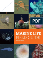 Sea Creatures List, Prices, Shadow Sizes, and Times ACNH - Animal ...