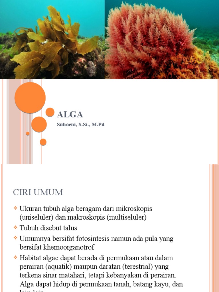 Ciri dan Peran Alga dalam Ekosistem | PDF | Kesehatan Holistik