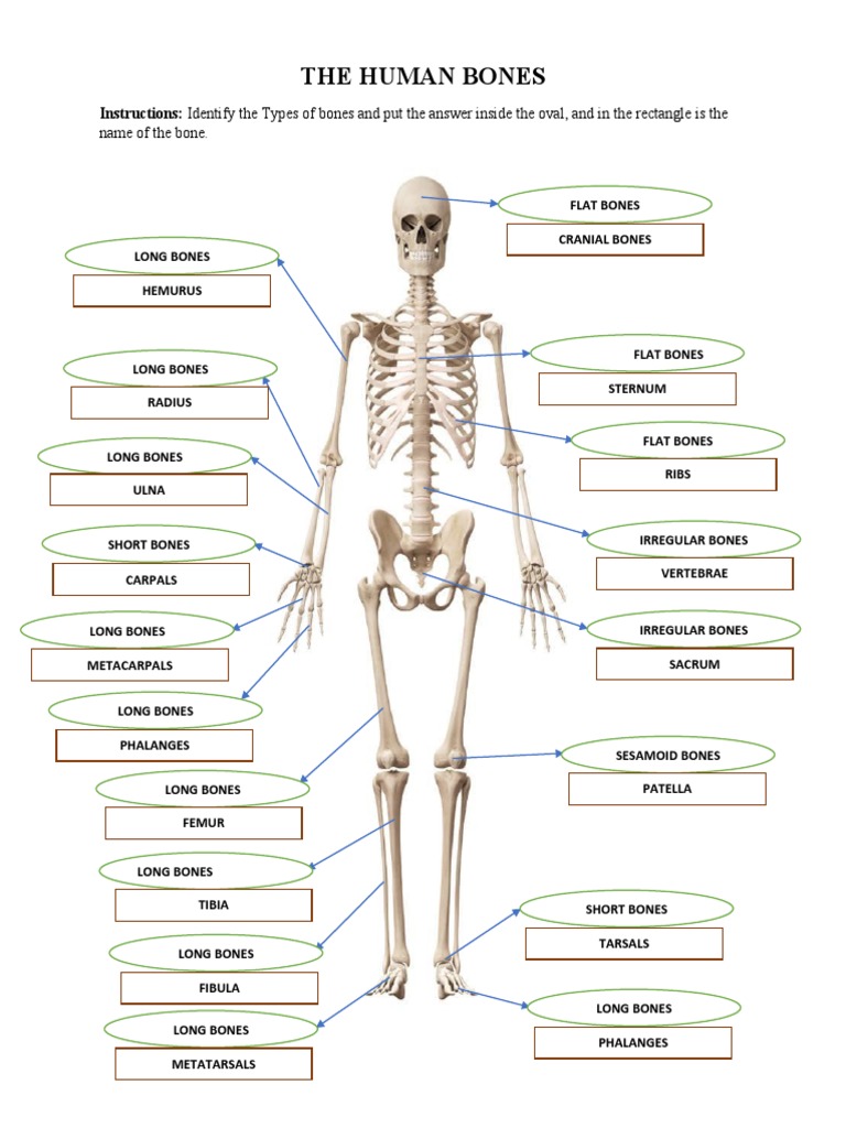 The Human Bones: Name of The Bone | PDF