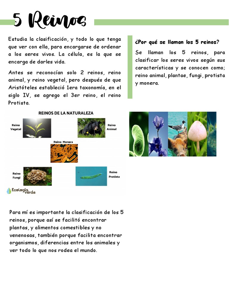 Clasificación De Los Cinco Reinos