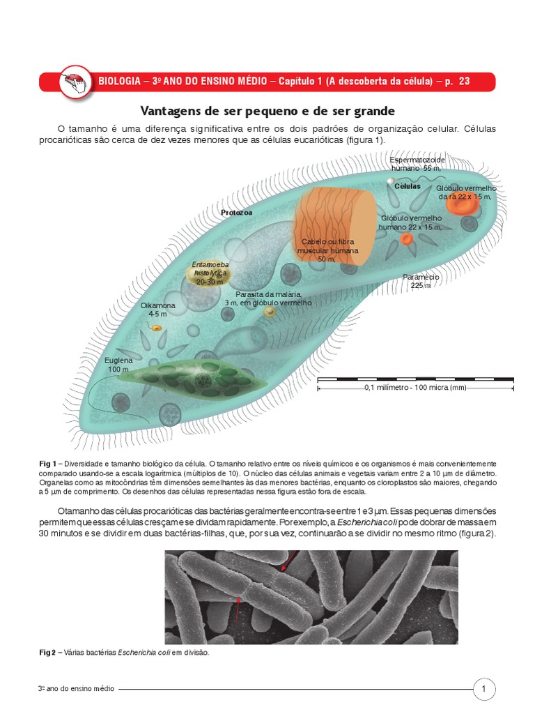 Biologia Terceiro Ano | PDF | Célula (Biologia) | Eucariotas