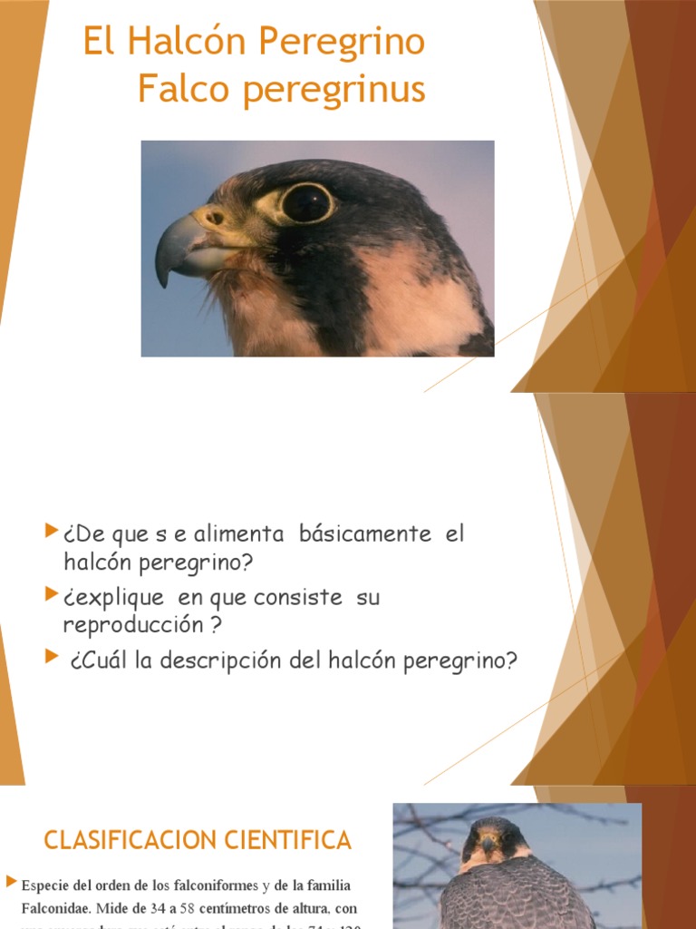 El Halcón Peregrino | PDF | Aves | Zoología