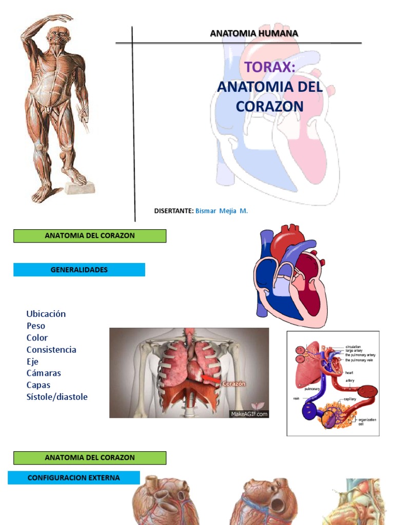 Anatomía del Corazón: Estructura y Función | PDF | Corazón | Tórax ...