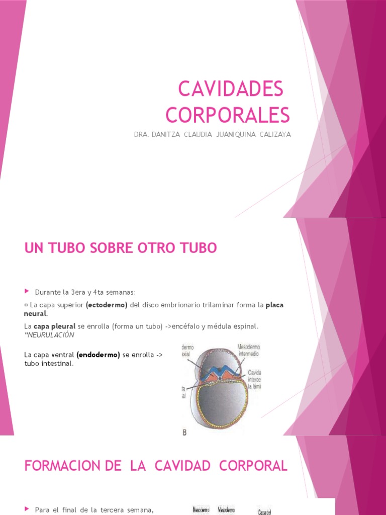 Formación de Cavidades Corporales | PDF | Abdomen | Órgano (anatomía)