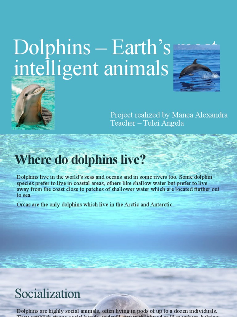 Dolphins - Earth's Most Intelligent Animals: Project Realized by Manea ...