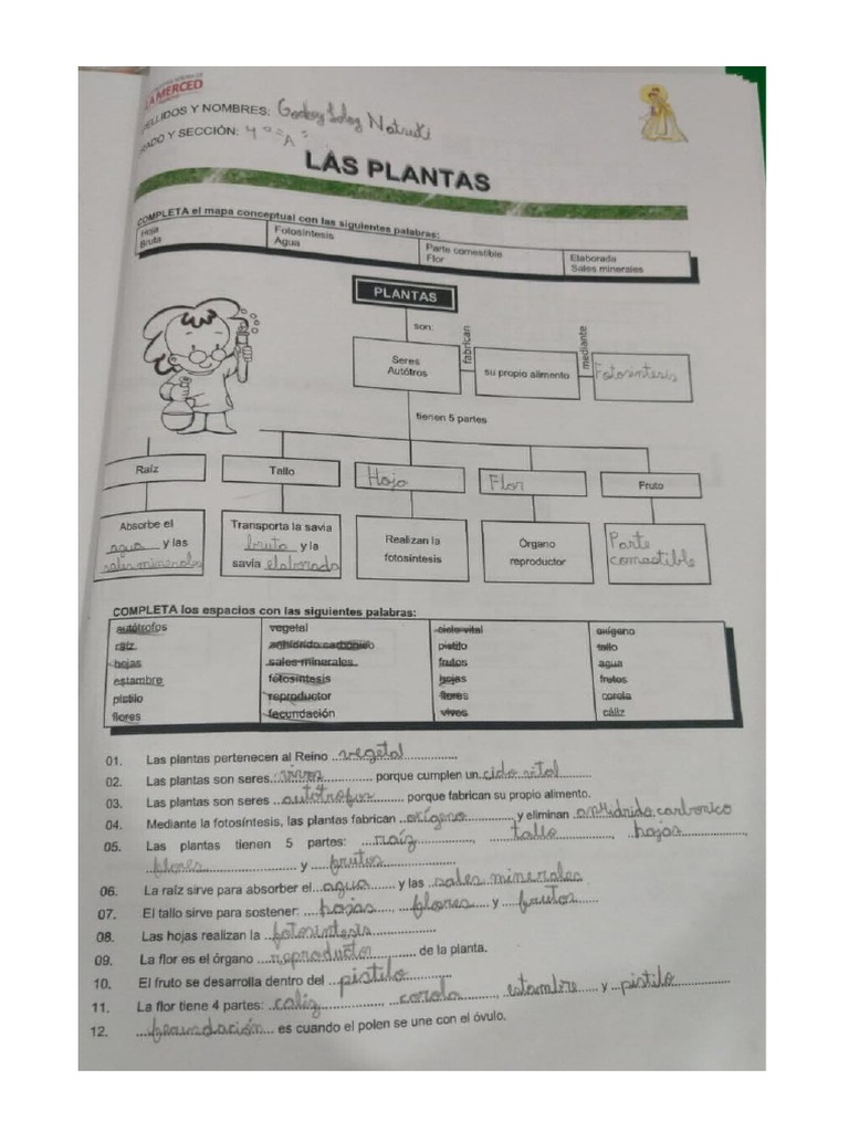 Ciencia y Ambiente - Las Plantas | PDF