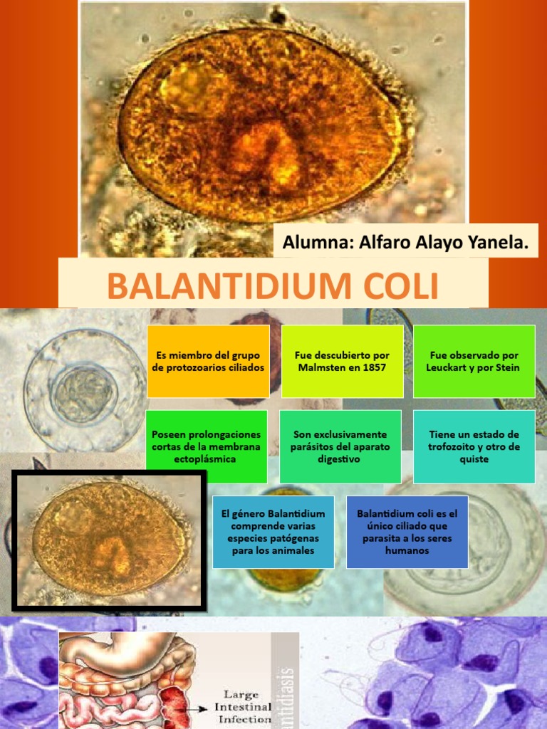 Balantidium Coli | PDF | Microbiología | Biología