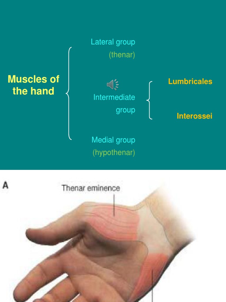 Muscles of Hand | PDF | Thumb | Hand