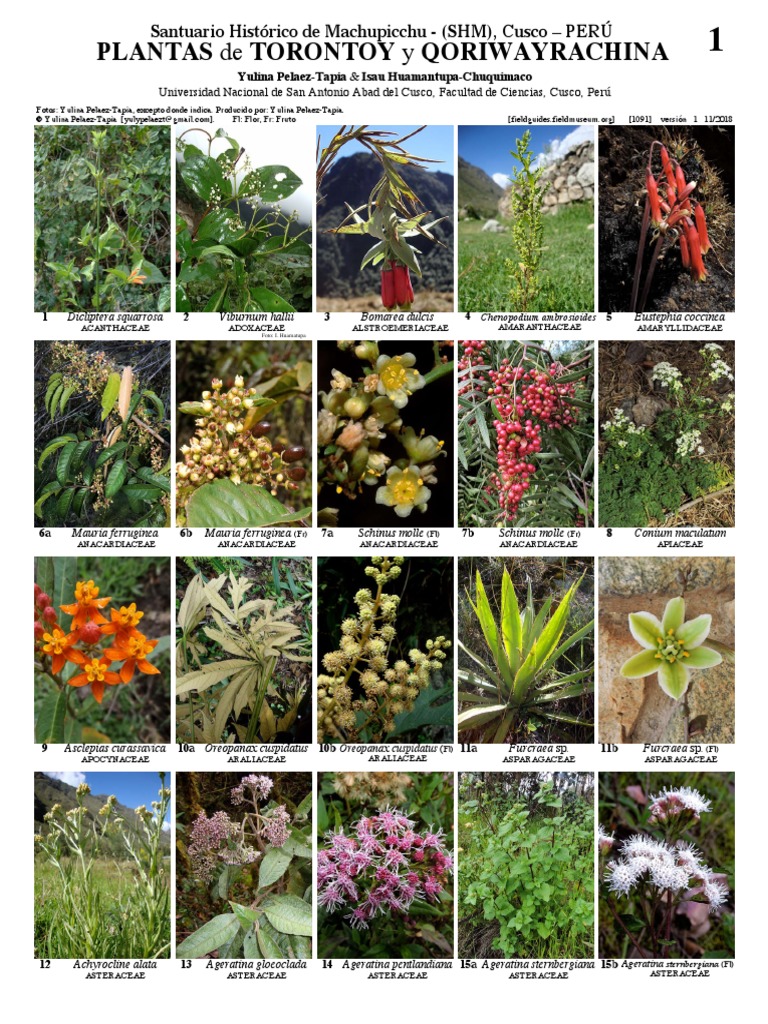 1091 Peru Plants of Torontoy and Qorihuayrachina | PDF | Plantas | Botánica