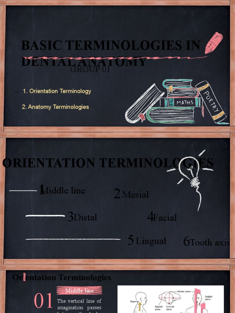 Basic Terminologies in Dental Anatomy: Group 01 | PDF | Tooth | Mouth