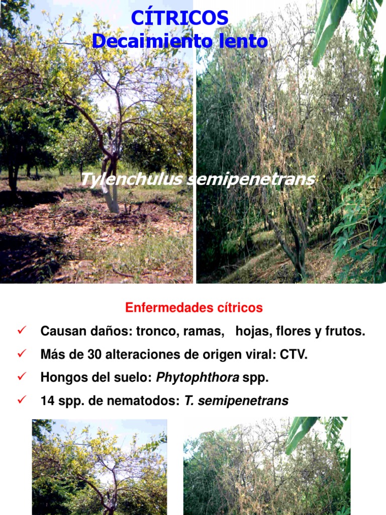 Caracterización biológica y respuesta de híbridos al biotipo peruano ...