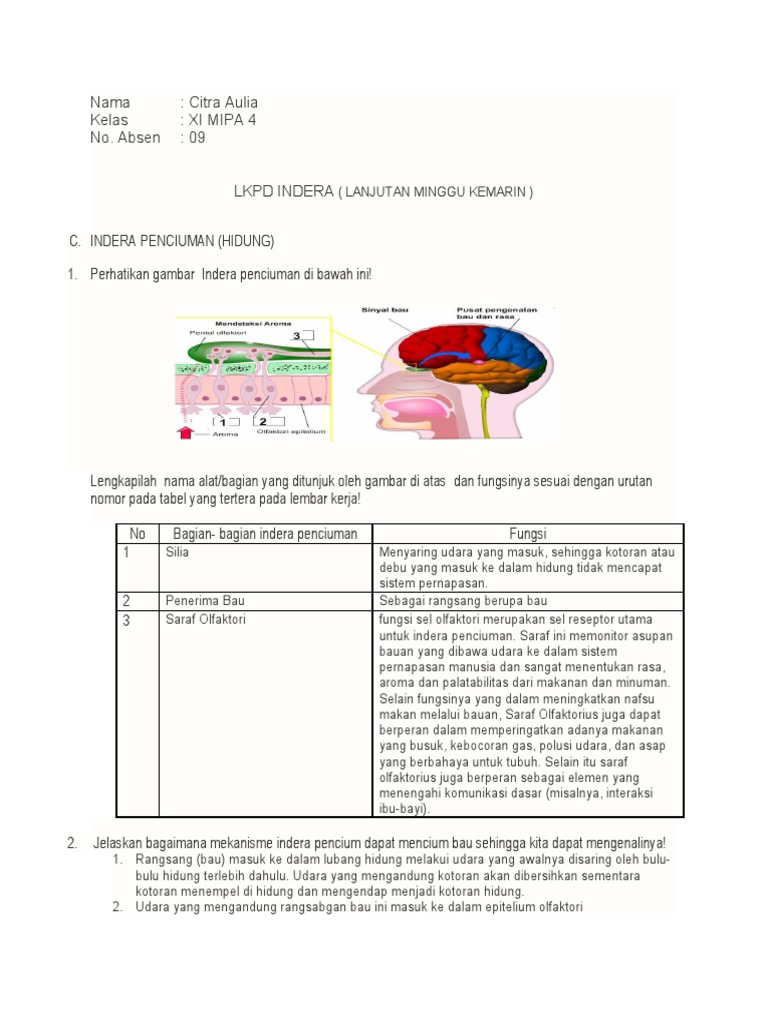 CitraA 09 XIMIPA4 Tugas Sistem Indera 2 | PDF
