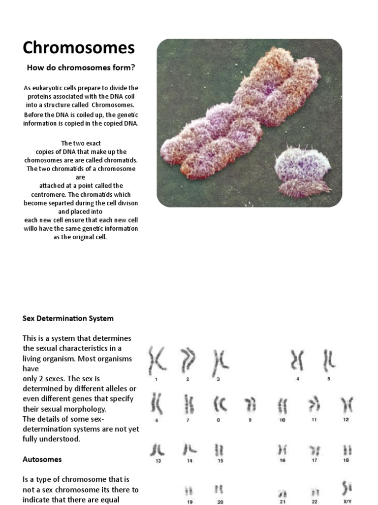 Chromosomes: How Do Chromosomes Form? | PDF | Gene | Genetic Linkage