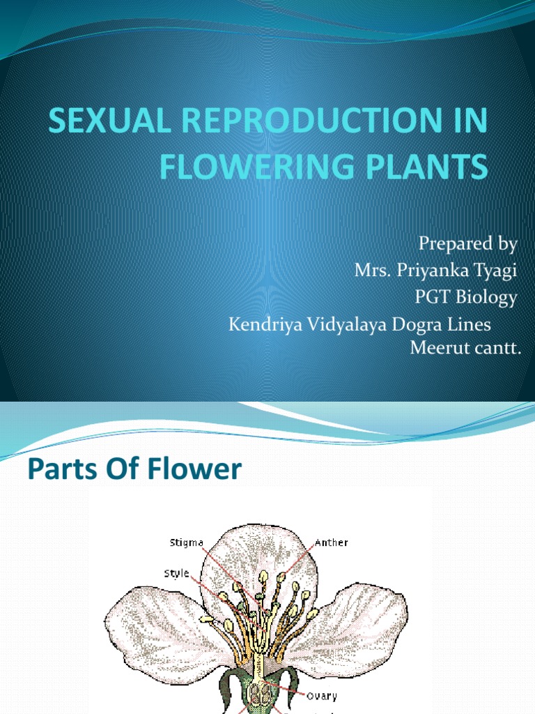 Sexual Reproduction in Flowering Plants | PDF | Fertilisation | Pollen