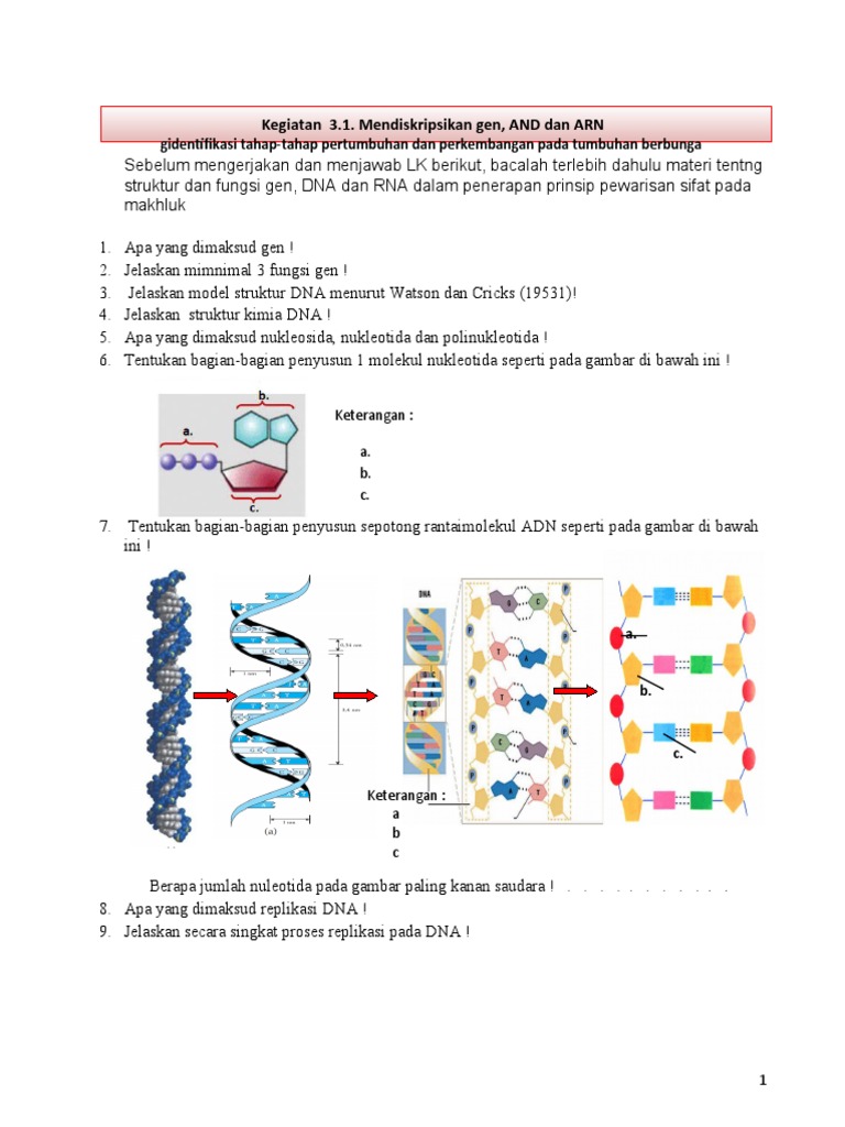 Gen, DNA, dan RNA: Struktur & Fungsi | PDF