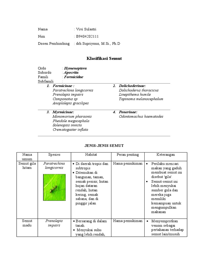 Klasifikasi Semut | PDF