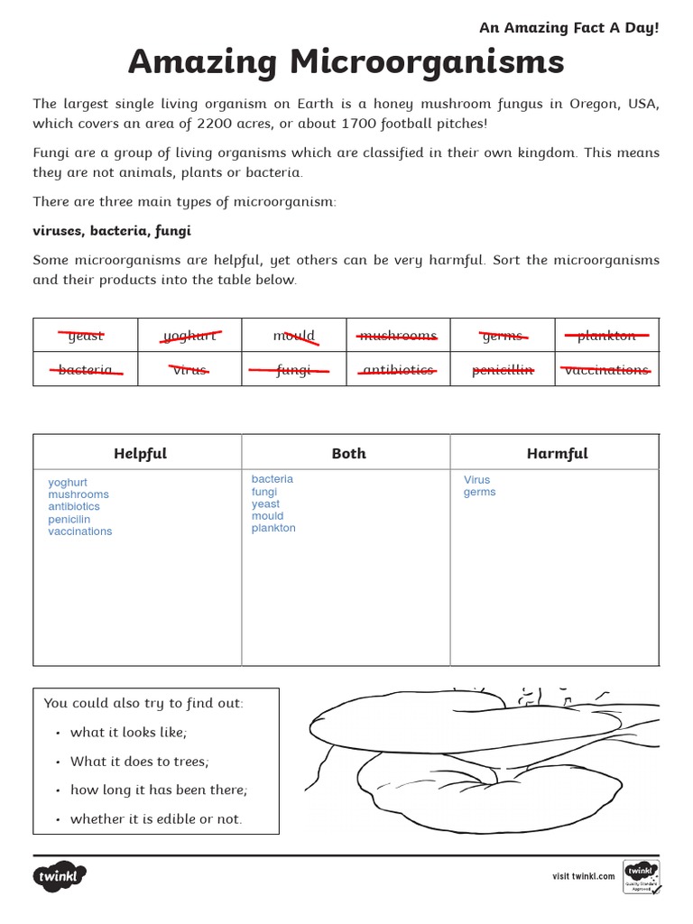 T HE 349 Amazing Microorganisms Activity Sheet - Ver - 4 PDF | PDF