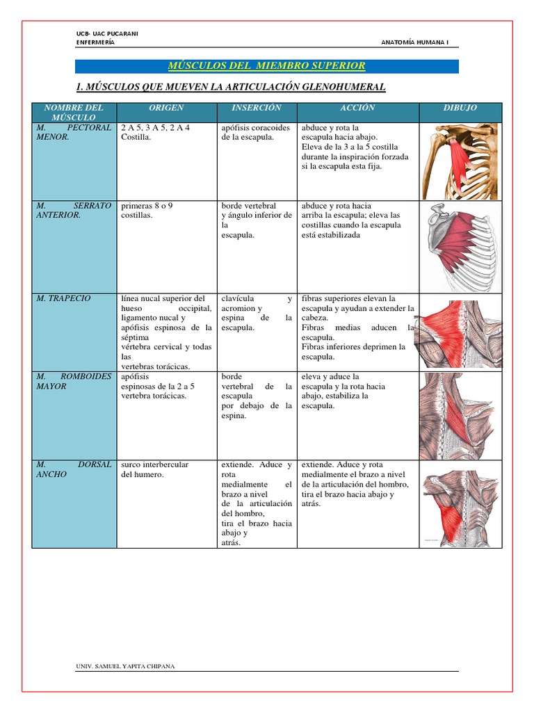 Músculos del Miembro Superior: Anatomía y Función | PDF | Mano | Hombro
