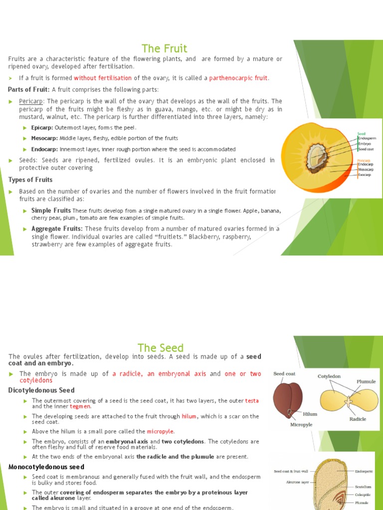 Fruit Anatomy and Seed Structure | PDF | Fruit | Seed