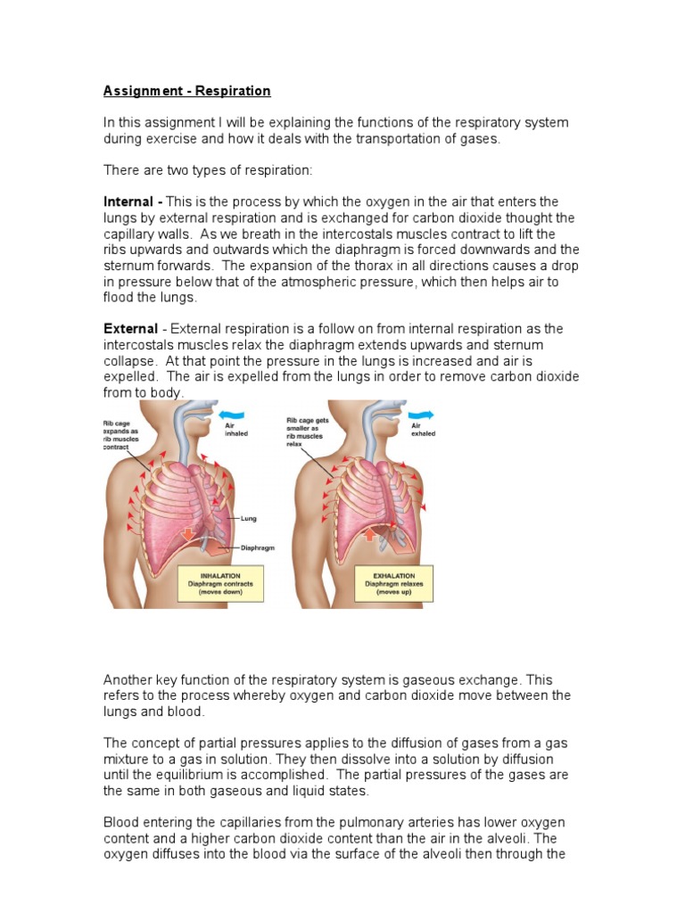 Assignment Respiratory During Exercise | PDF | Respiratory System ...
