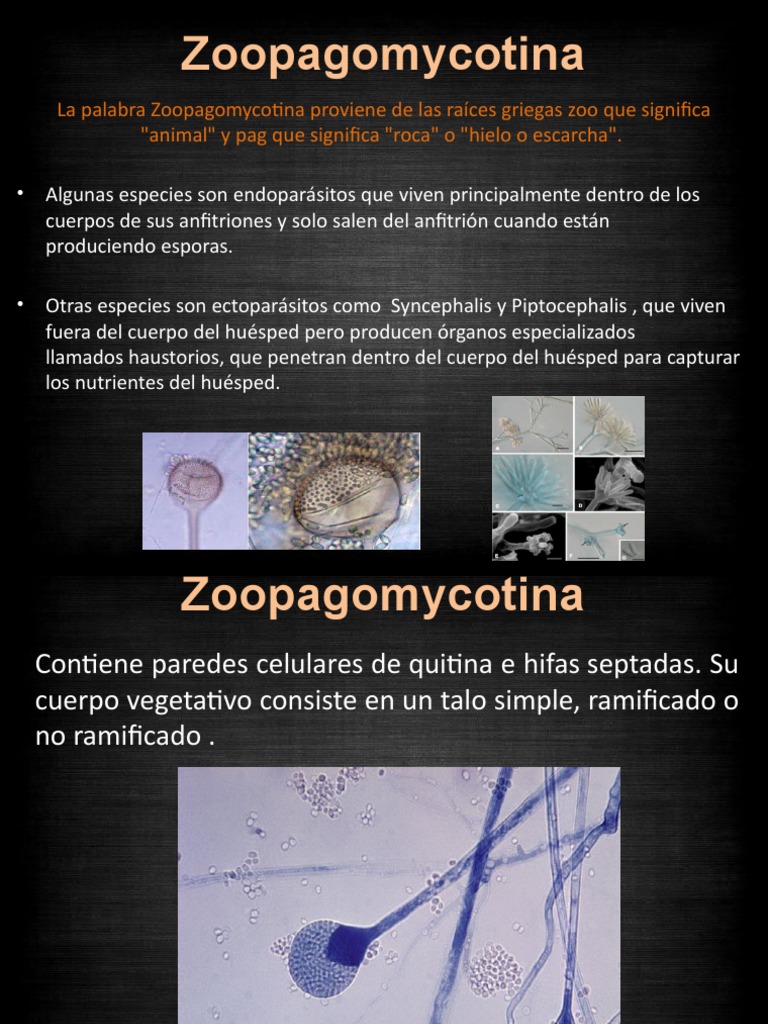 Presentación Zygopagomycota | PDF