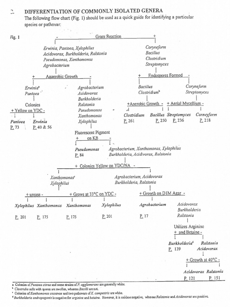 Schaad Diagram | PDF
