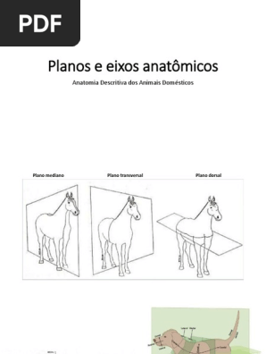 Animais De Planos Anatomicos Planos, Eixos E Movimentos Anatômicos
