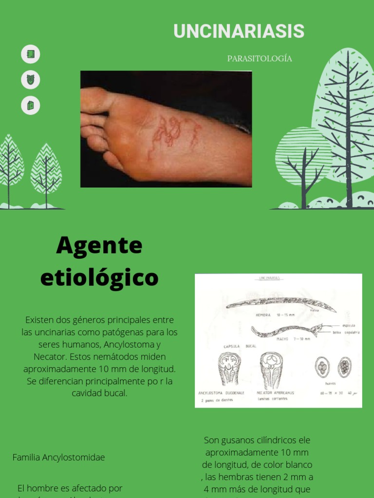 Uncinariasis | PDF | Boca | Nematodo