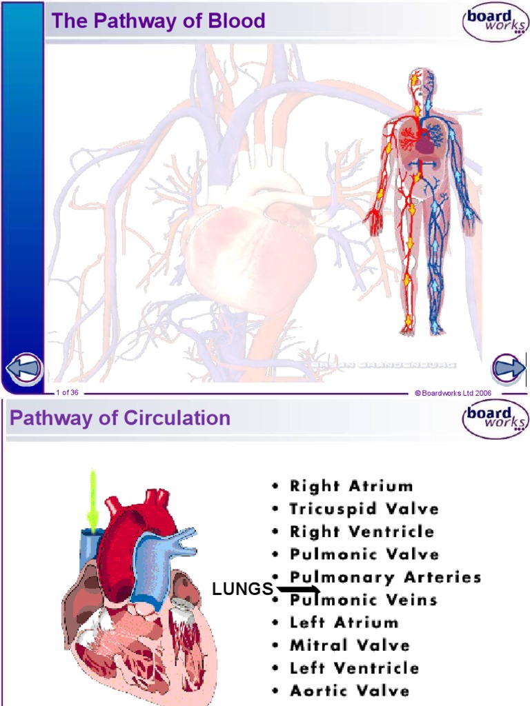 Pathway of Blood | PDF | Heart Valve | Atrium (Heart)