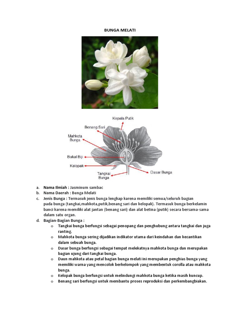 Morfologi dan Struktur Bunga Melati | PDF