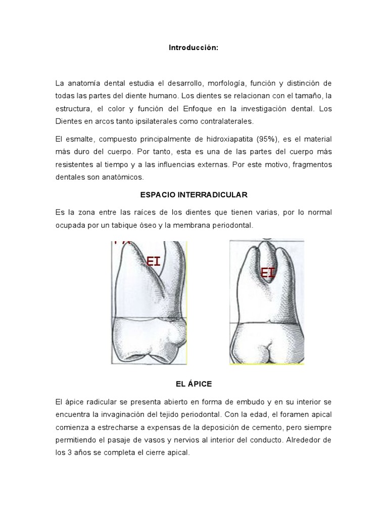 Anatomía y Evolución del Ápice Radicular | PDF | Anatomia dental ...