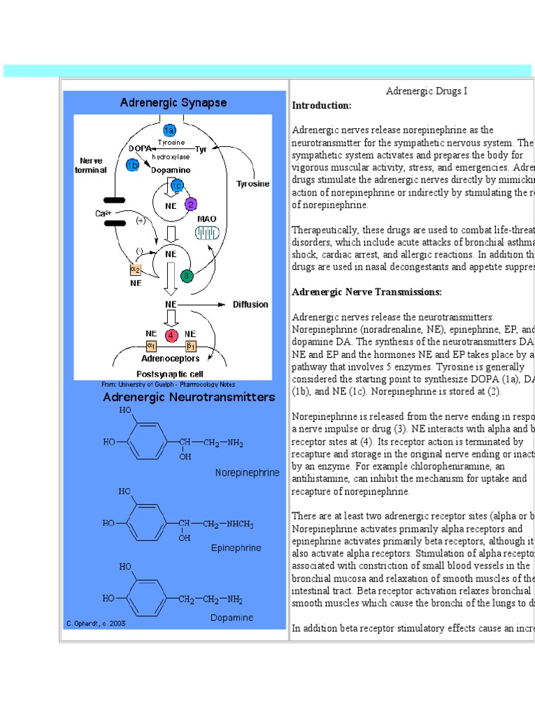 Adrenergic Drugs I | PDF | Norepinephrine | Biochemistry