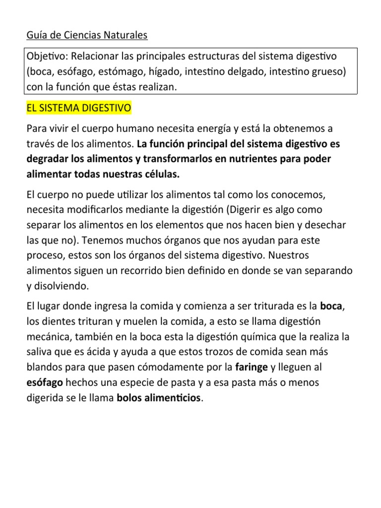 Guía de Ciencias Naturales Sistema Digestivo | PDF | Digestión ...